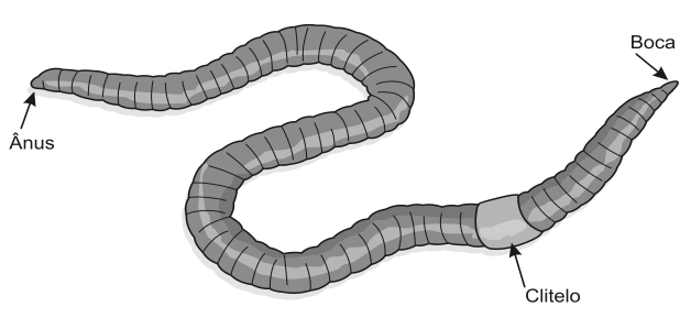 Artrópodes e Anelídeos