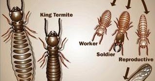 Penerangan Dan Kerja-kerja Berkaitan Haiwan Perosak Anai-anai: Apa itu ...