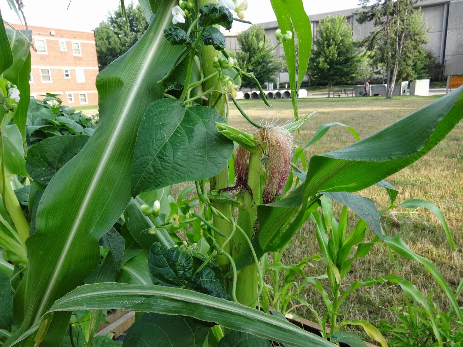 The Perennial Agriculturalist: maize