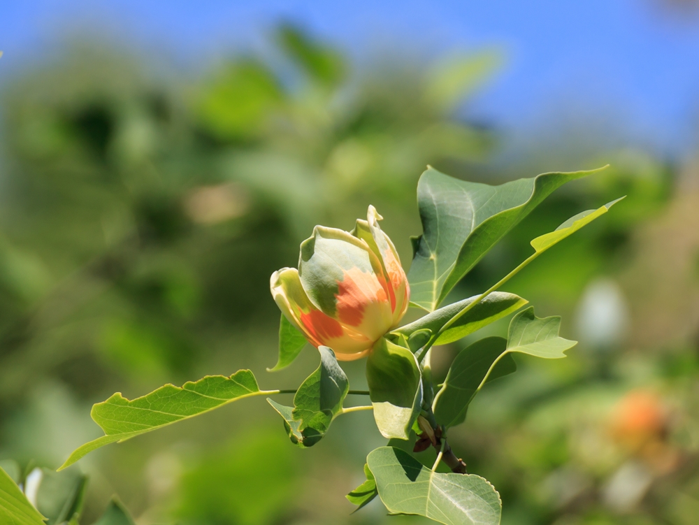 Petale-n zbor: Arborele lalea sau Copacul cu lalele