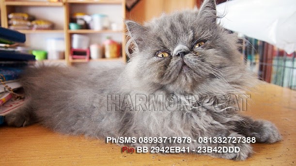 Hamster Dan Kucing Persia Murah Surabaya: DI JUAL KUCING PESEK PAKNOSE ...