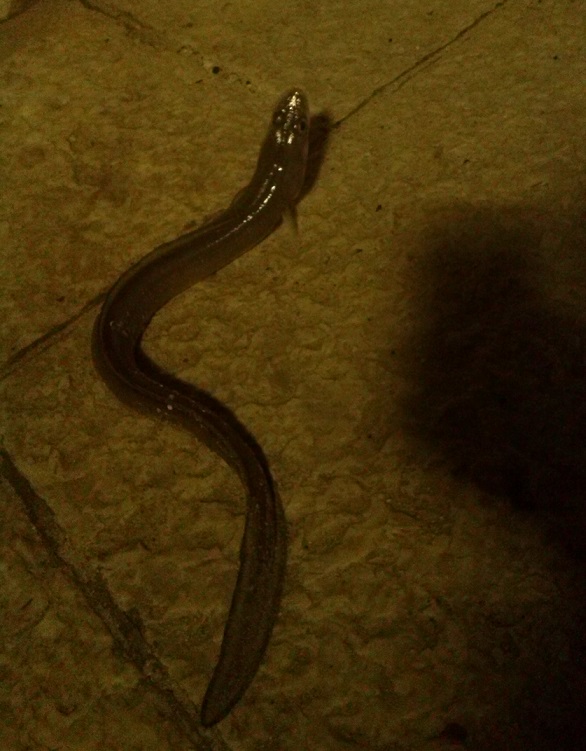 Pesca e Liberta: Estreia ao Safio e ao Pregado