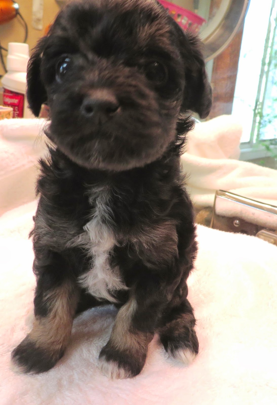 2 Morkie Poo's Pups for Sale, Private Owner: 2 Morkie Poo Puppies Ready ...