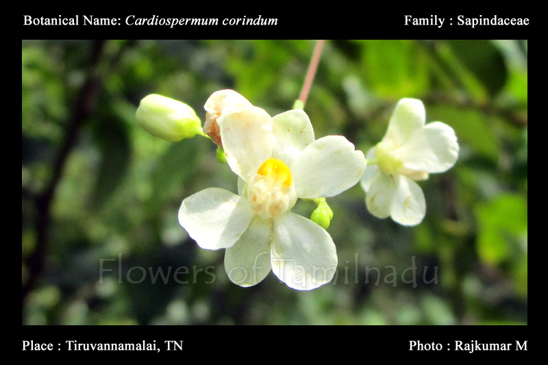 Cardiospermum corindum - Small Balloon Vine - Flowers of Tamilnadu
