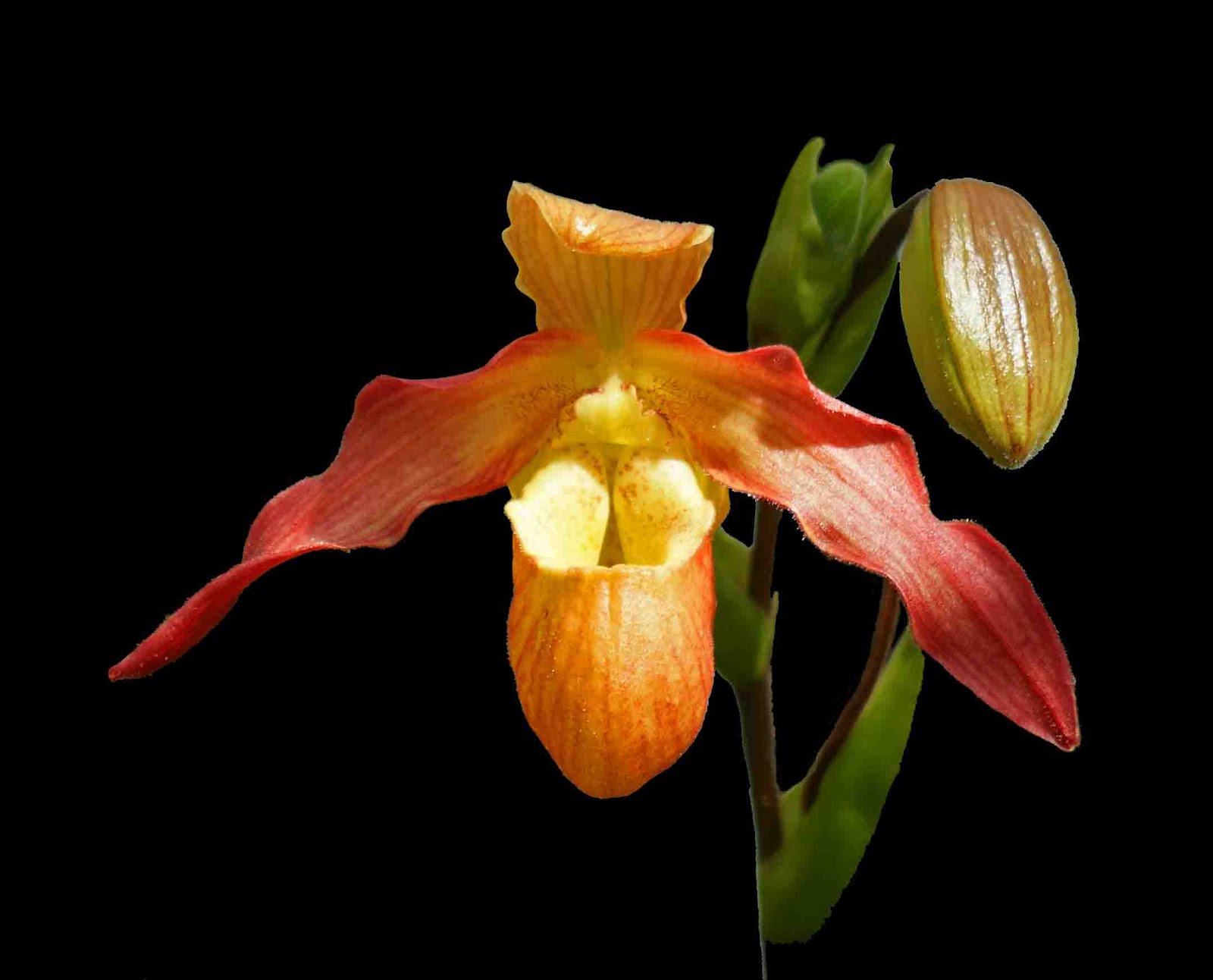 Divine Nature: The Four "Gunja"