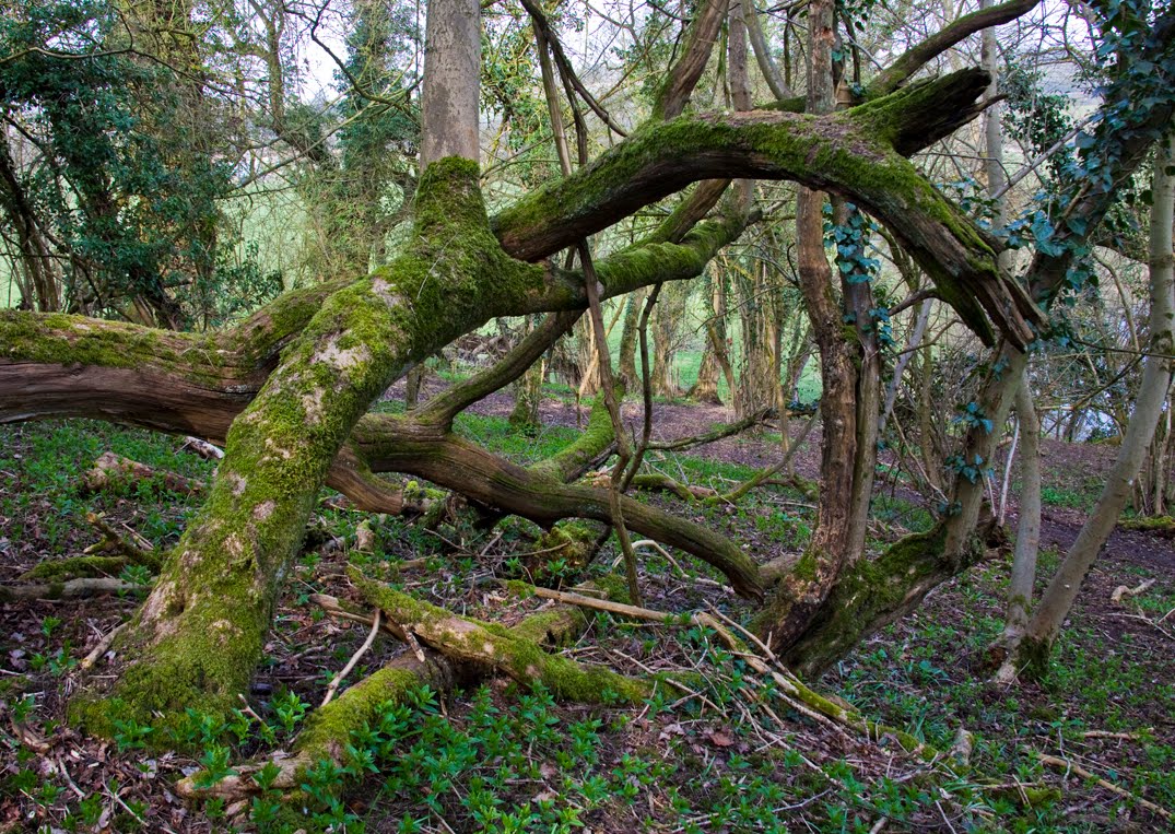Nick Owen's Nature Blog: Two vast and trunkless legs of stone stand in ...