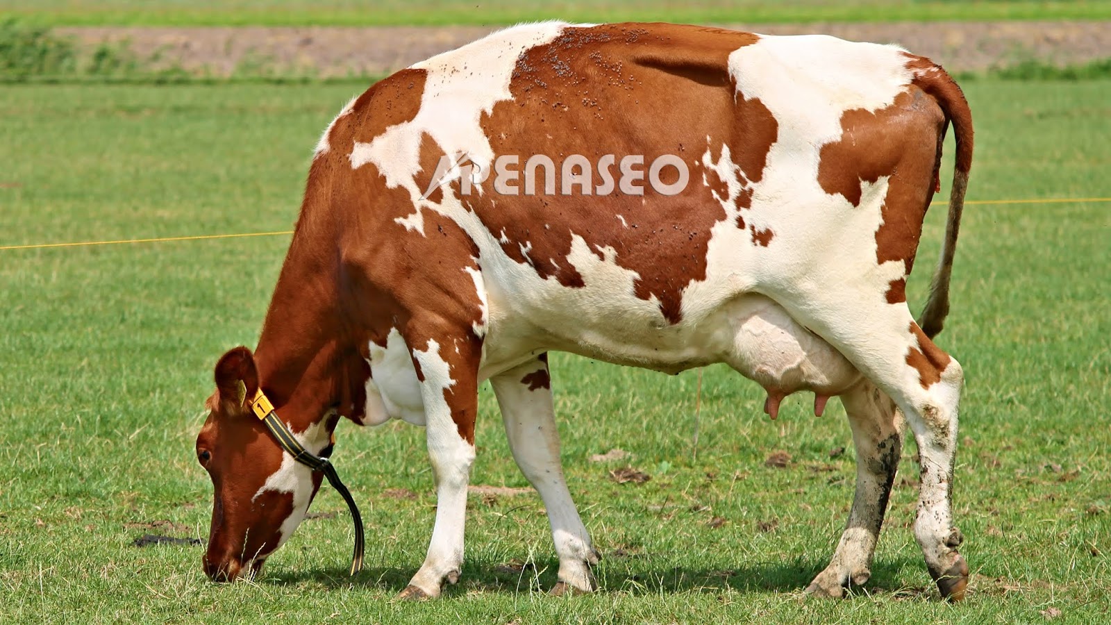 Ciri Sapi Perah Unggul, Untuk Mendapatkan Induk Berkualitas - Penaseo