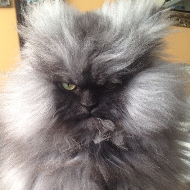 Colonel Meow, kucing paling sadis di dunia | Kucing gue