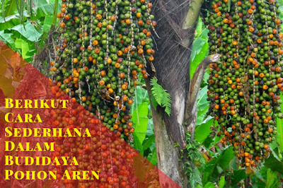 Pertanian & Perikanan - Berikut Cara Sederhana Dalam Budidaya Pohon Aren