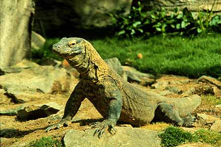 The island of Komodo ~ WORLD And TOURISM