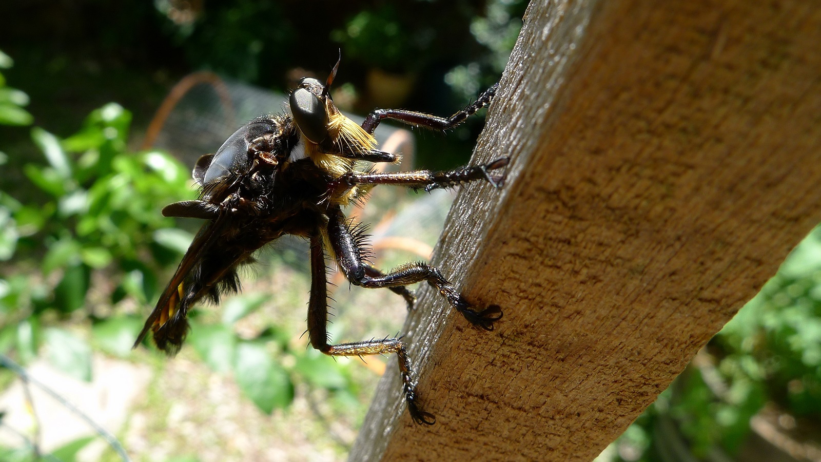 Real Monstrosities: The Blues VII