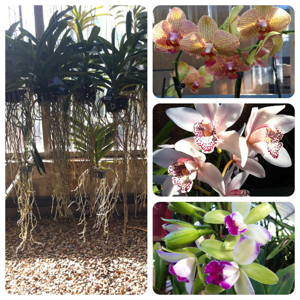 Little Kitchen: Greenhouse Splendor at the Exotic Plant Company