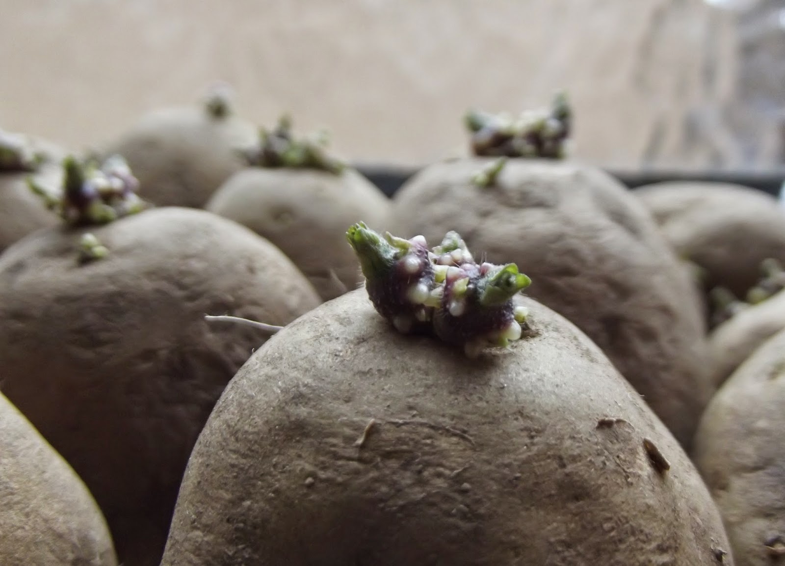 NomeGrown: Chitting Potatoes
