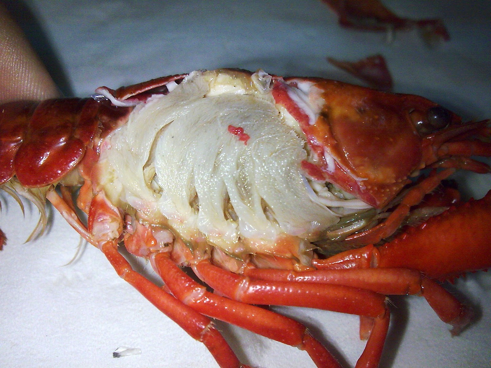 ies faro biología y geología: PARTES DE LAS BRANQUIAS