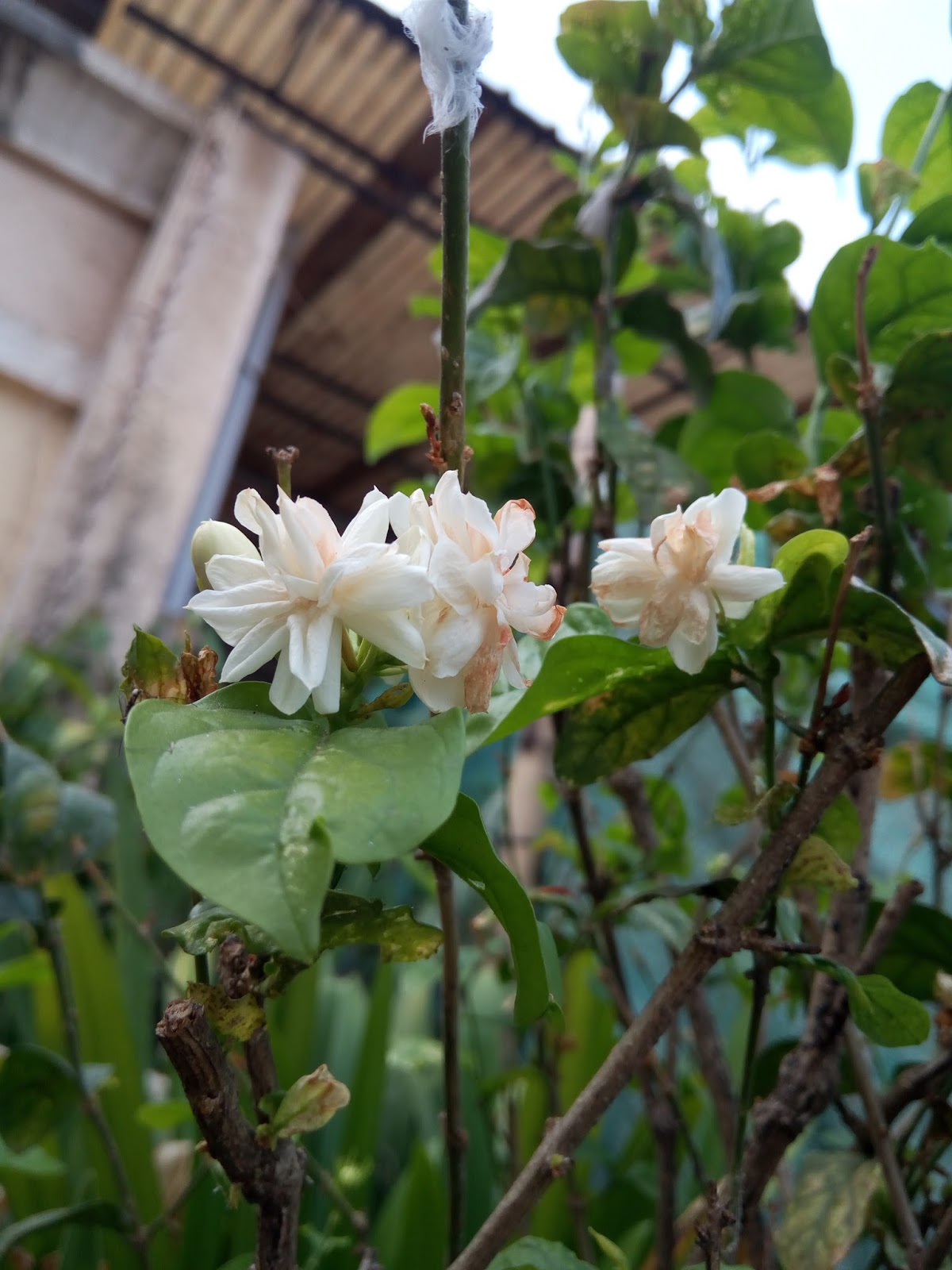 Garden Care Simplified: Mogra Flowering Plants Summer Care for Keeping ...