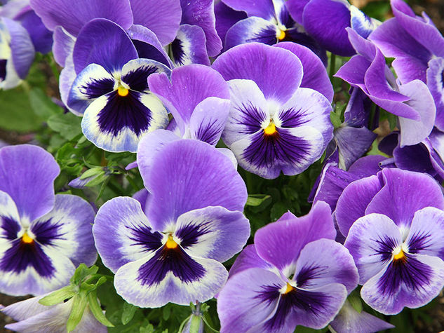 Conchiglie: Microstorie: Il fiore Viola