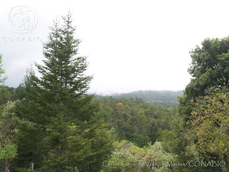 Bosques Templados : ECOSISTEMAS: BOSQUE TEMPLADO