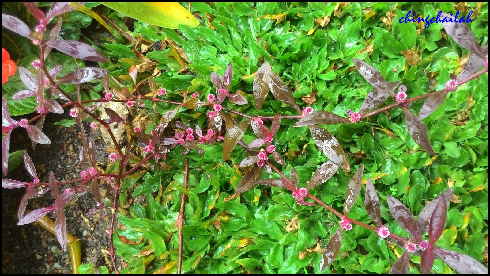 Simple Living In Nancy: Growing Red Dwarf Copperleaf Or Red Sessile Joyweed