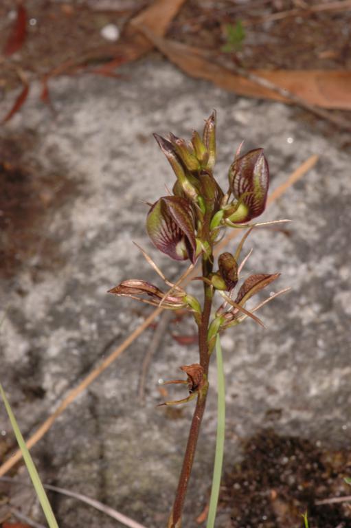 The Nature of Robertson: Cryptostylis erecta (the Bonnet Orchid, or ...