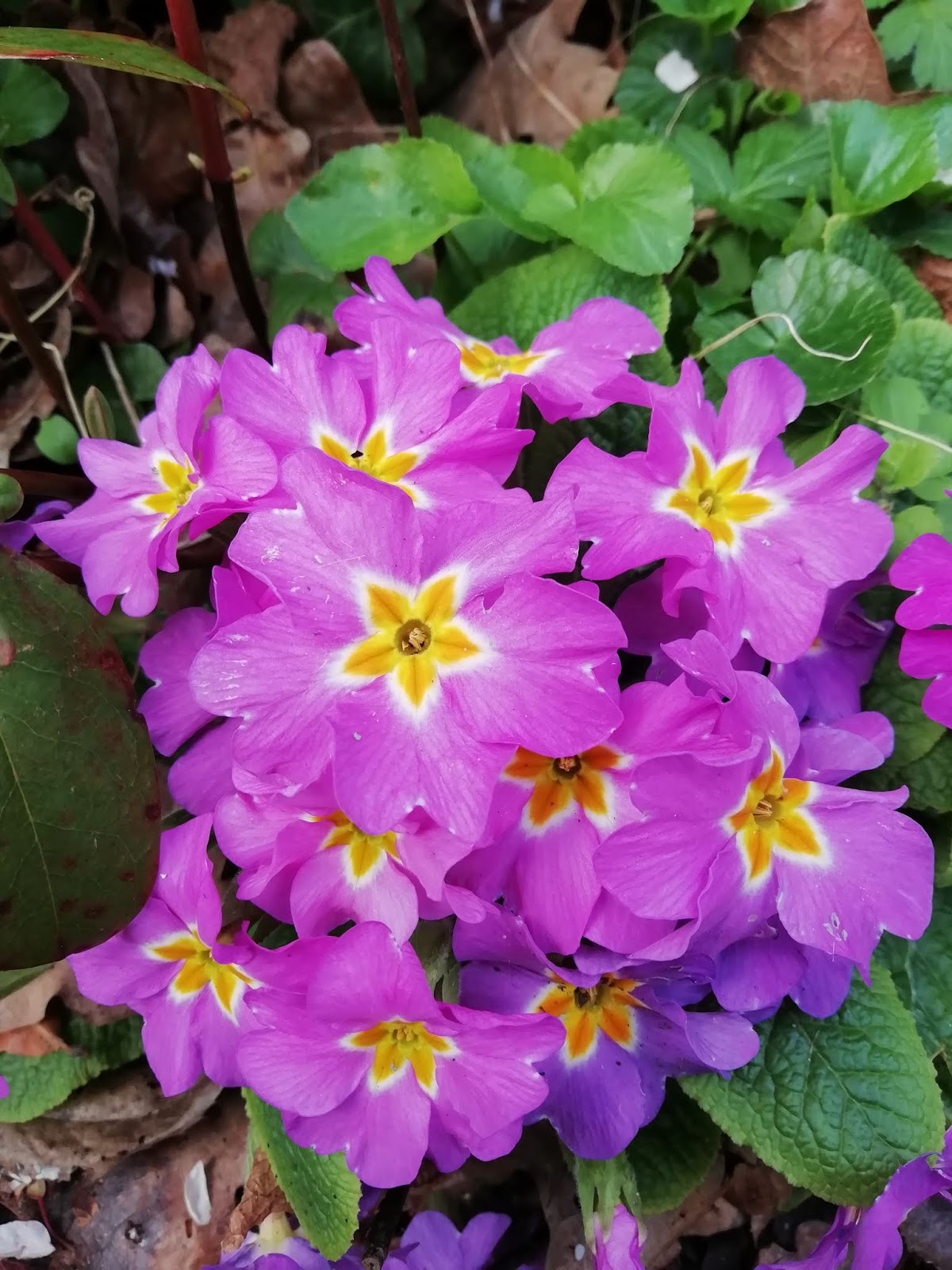 Primevère des jardins, Primula, Famille Primulacées