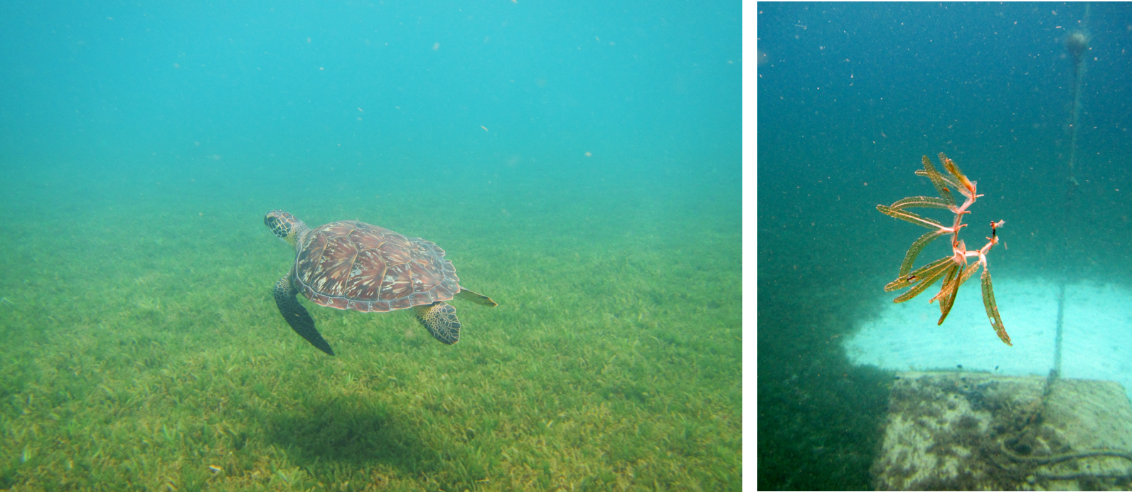 Heithaus Lab Blog: Green turtles and invasive seagrass mission ...