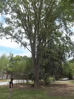 Bonsai Beginnings: A tree that withstands urban stress