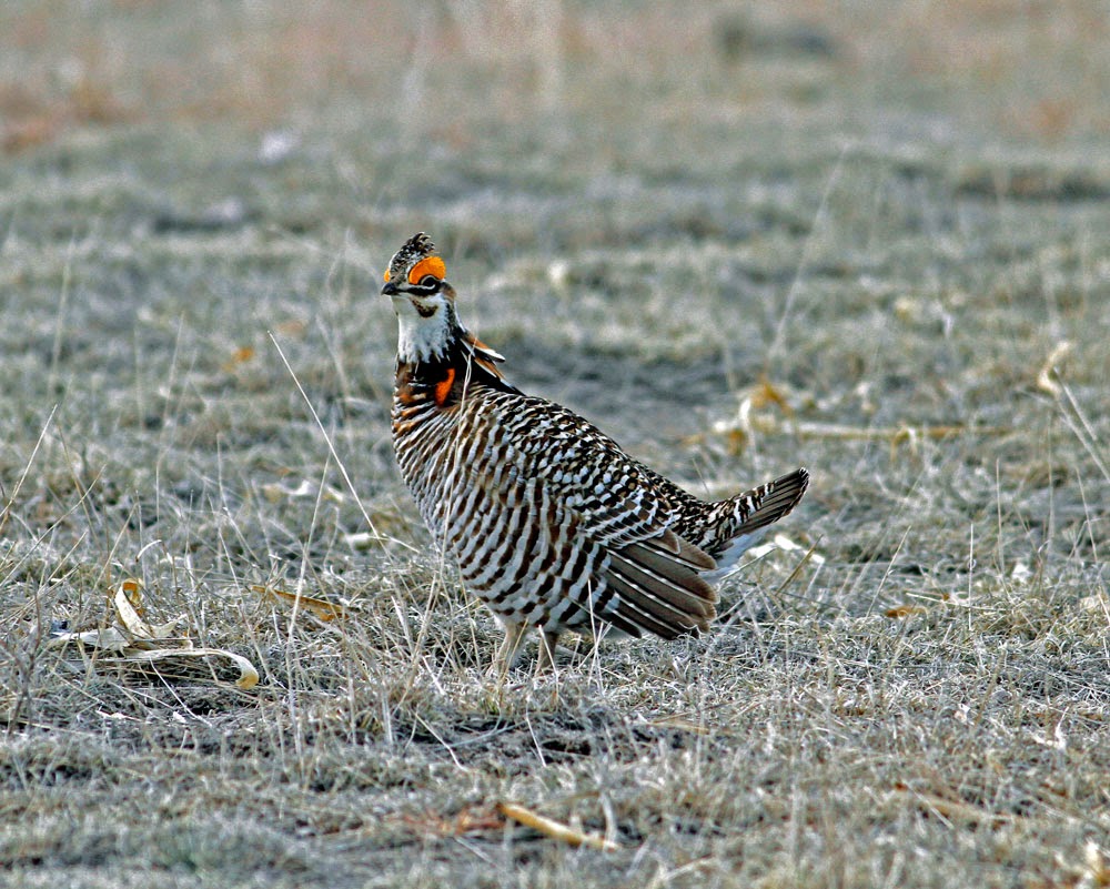 Pioneer Birding: CO - Greater Prairie Chickens - 04/10