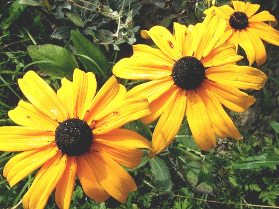 CUTE PAKISTANI: Flowers
