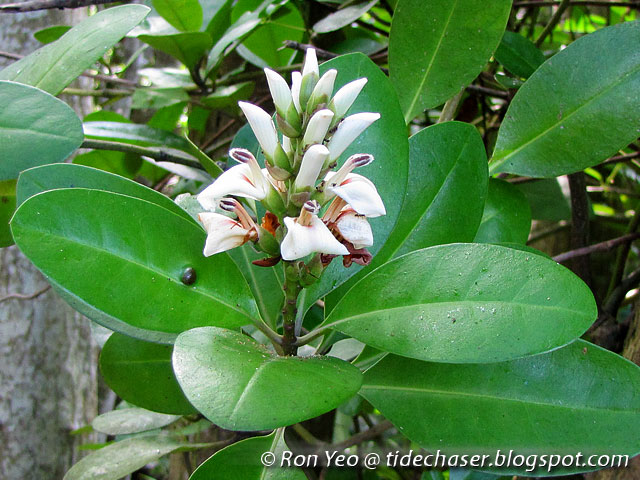 tHE tiDE cHAsER: Sea Holly (Acanthus spp.)