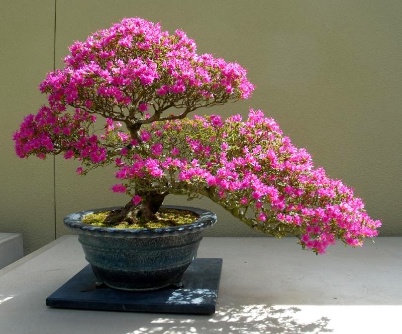 Welcome to Sains and Technology Blog: 7 Tips Merawat Bonsai Bugenvil