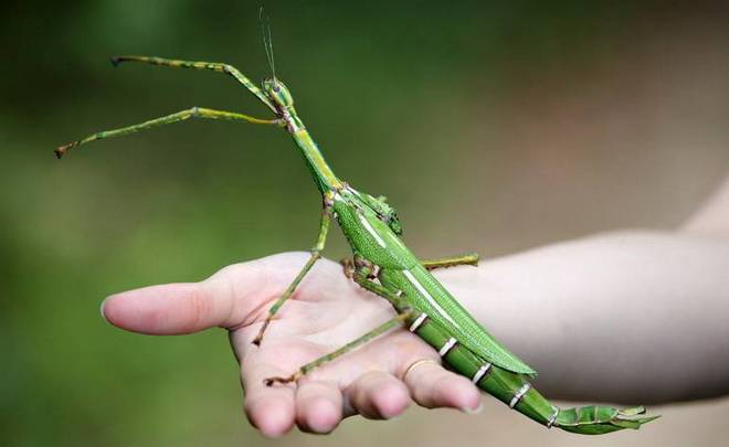 Best Cute Small Exotic Pets To Own (With Pictures) | Pets4Good - Best ...