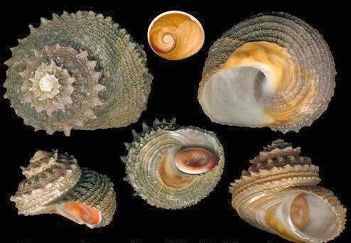 VDPBG 2013: SOLUCIÓN AL SEGUNDO ENIGMA DEL MES