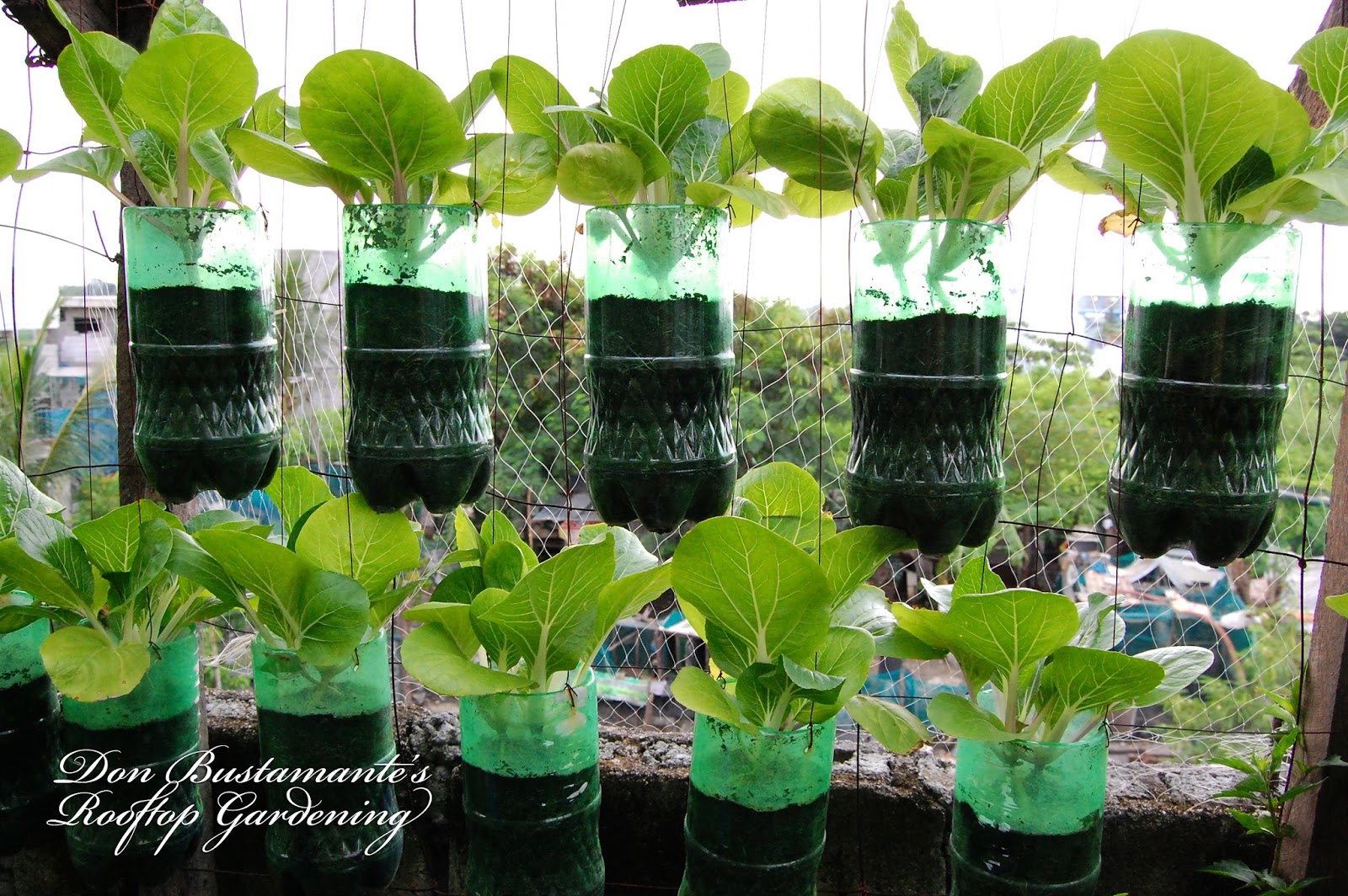 Don Bustamante's Rooftop Garden: Pechay In Citrus Plastic Bottle
