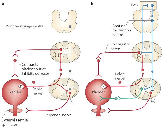 Real Psychiatry: The Prostate Is On The Wrong End - Why Should We Worry?