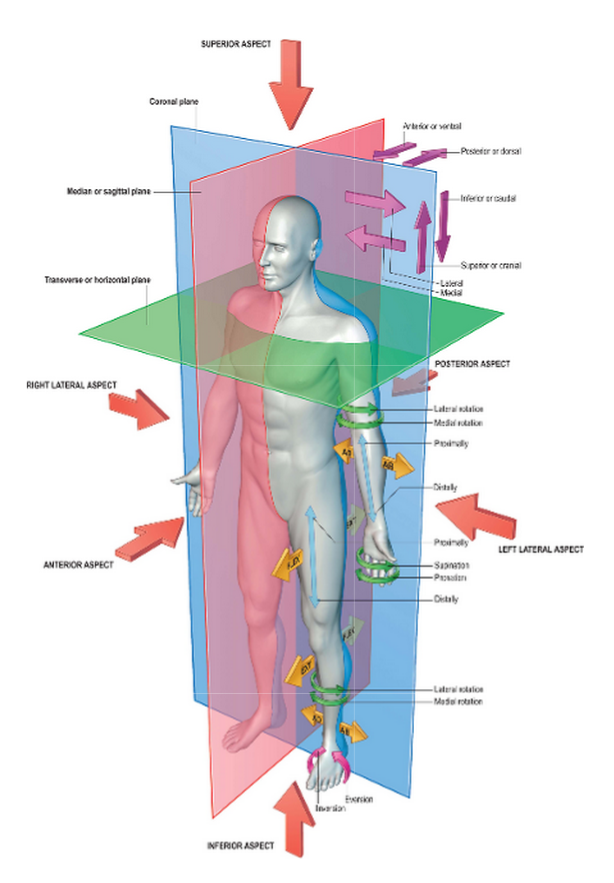 Anatomiczny: Anatomiczny: