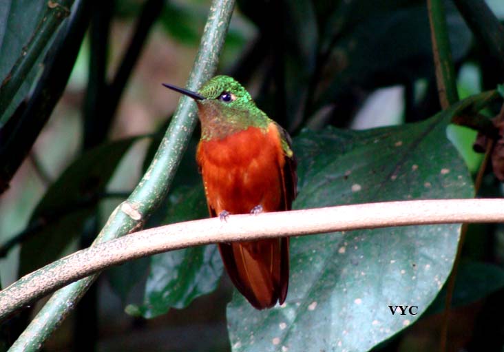My Temple of Nature: Humdinger Hummingbirds