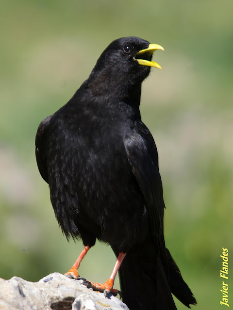 HEGAZTIKLIK: CHOVA PIQUIGUALDA (Pyrrhocorax graculus)