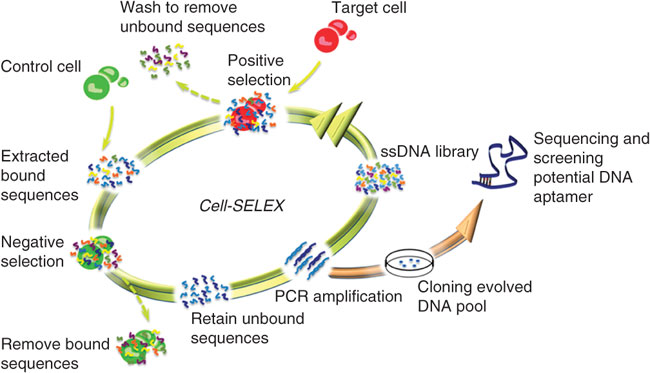 The Horton Lab: SELEX to identify gene targets