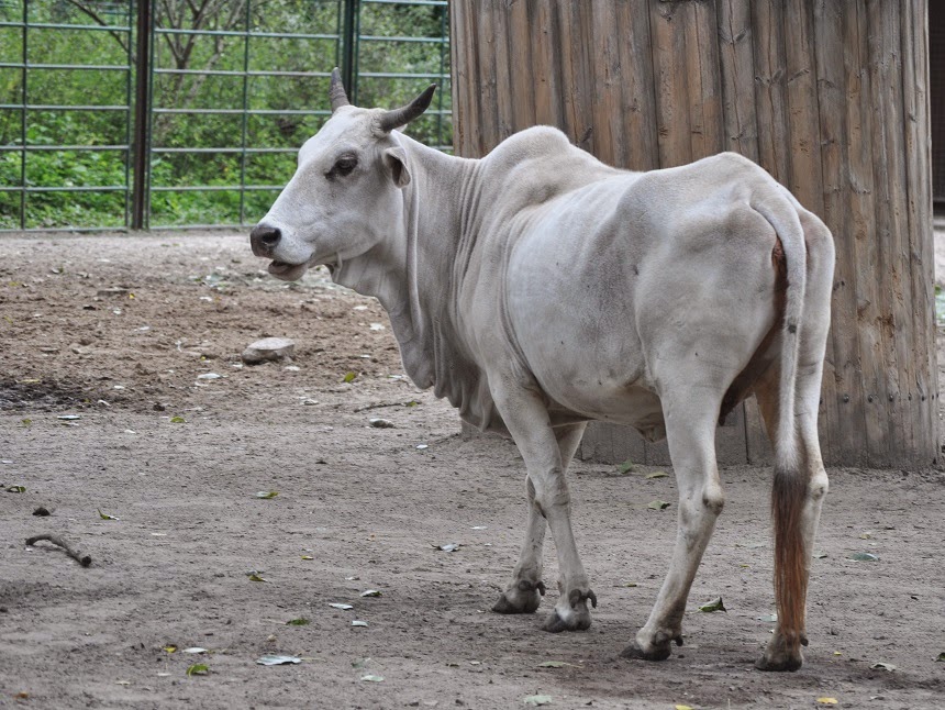 ZOOTOGRAFIANDO (MI COLECCIÓN DE FOTOS DE ANIMALES): TORO, VACA, BUEY ...
