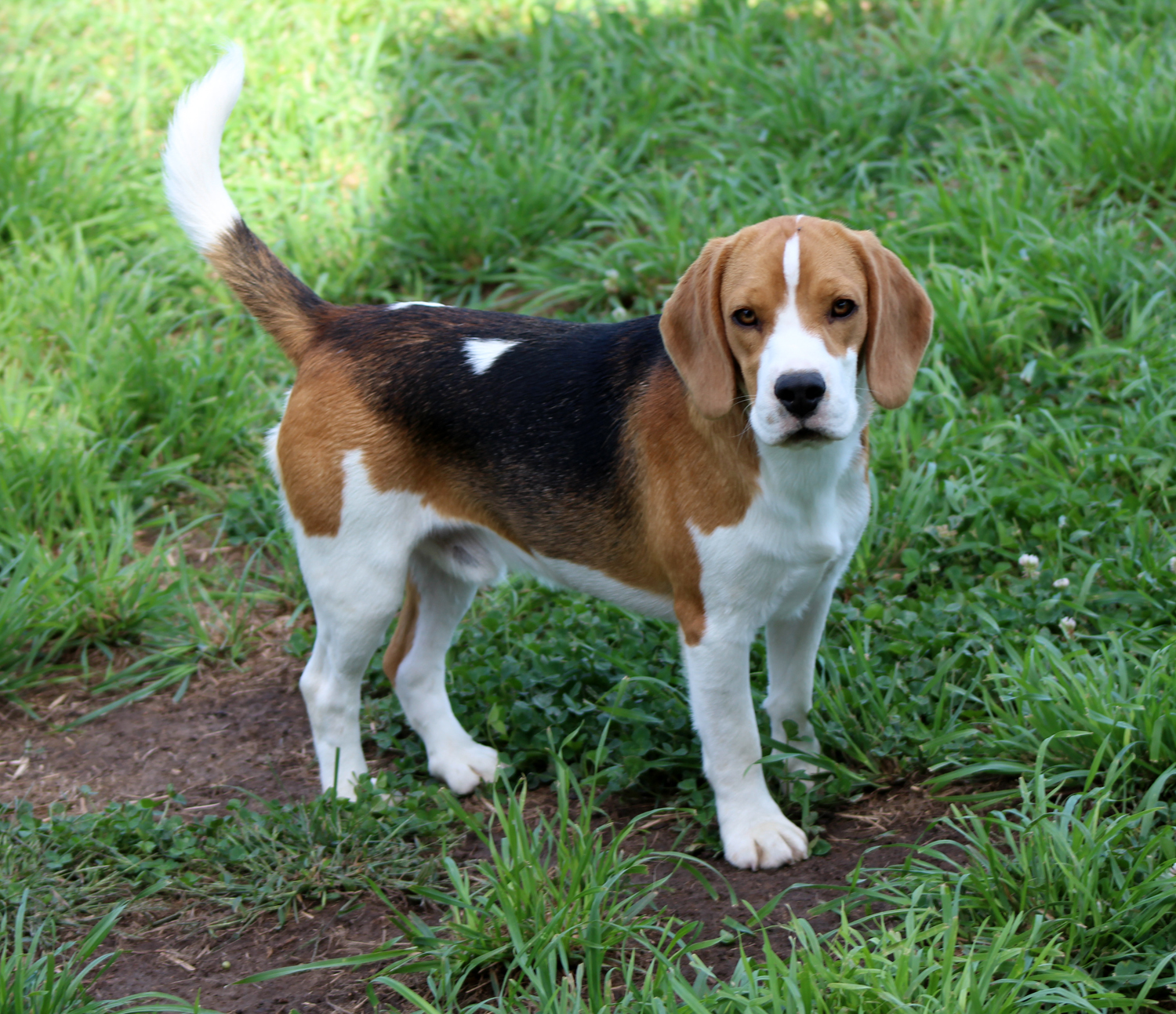 Lonesome Grove Beagles