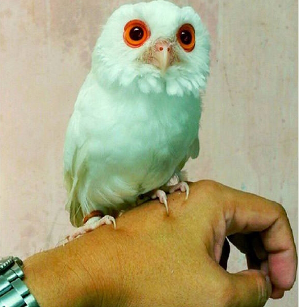 White Wolf : Meet the Rare Magical White Owl With Red Eyes
