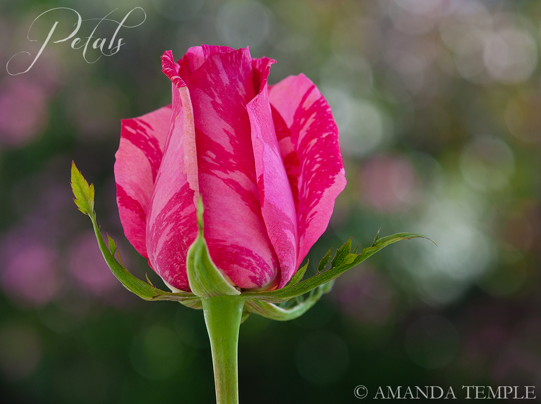 Petals - Bermuda Florist: Gotta Get A Gerbera
