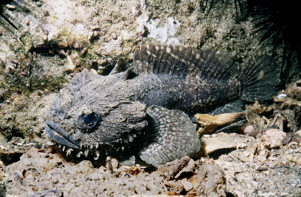 AQUATICHYK: EASTERN FROGFISH / Batrachomoeus dubius