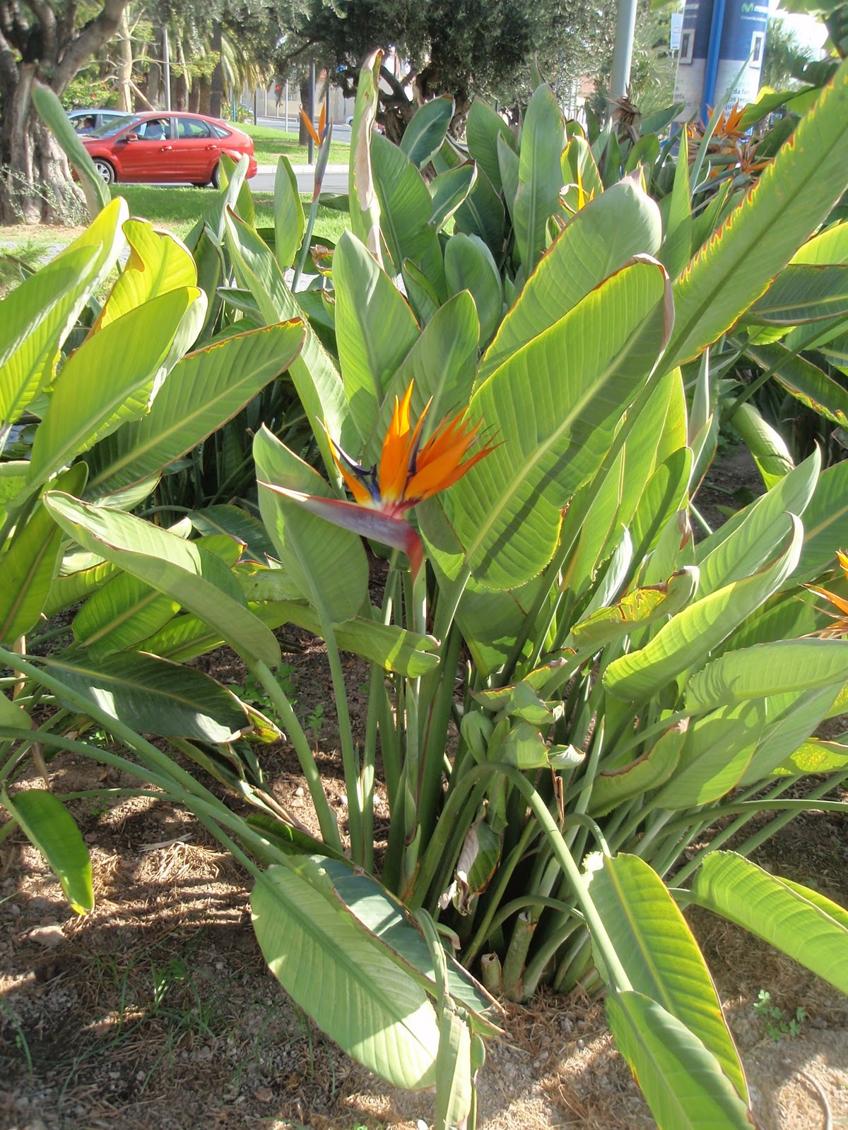 HERBARIO VIRTUAL DE BANYERES DE MARIOLA Y ALICANTE: Strelitzia reginae ...