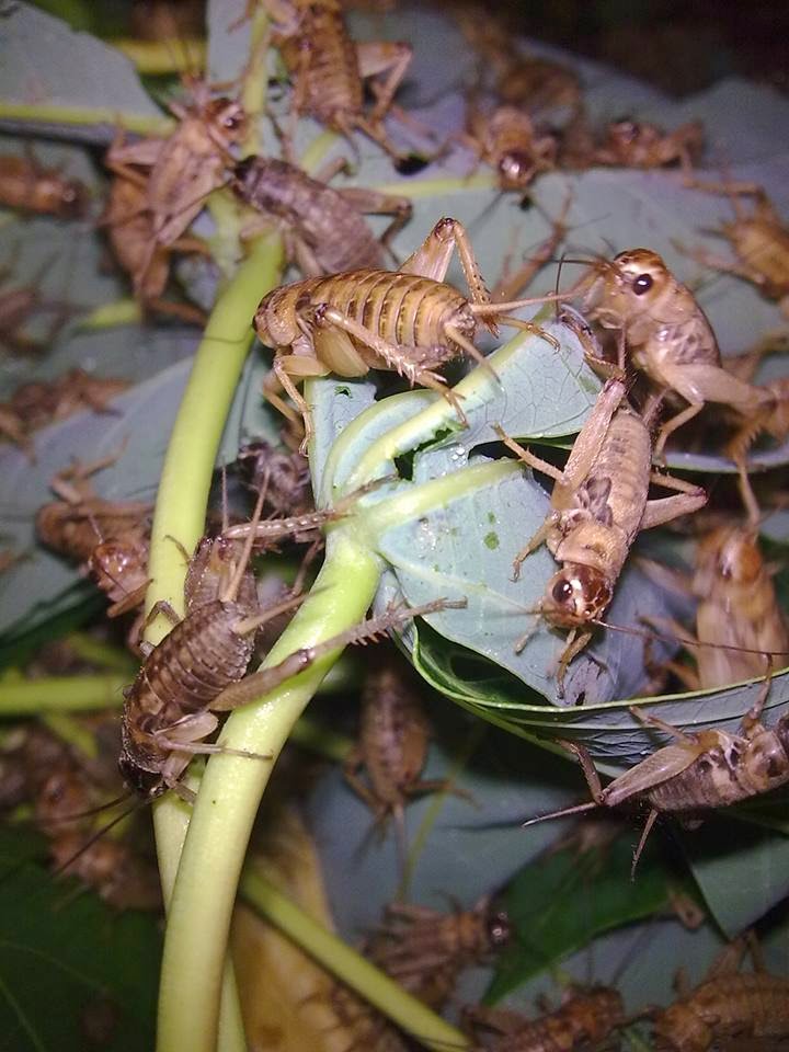 Jenis Jangkrik Madu, Jangkrik Alam, jangkrik seliring, jangkrik kalung ...