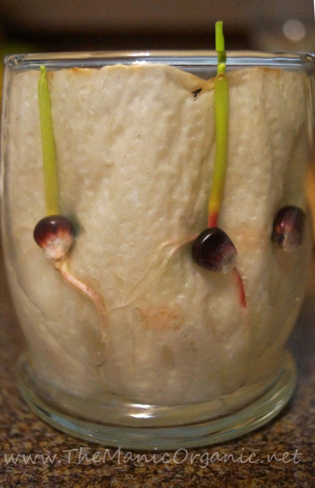 The Manic Organic: Anatomy of a sprouting seed: An at-home science lesson