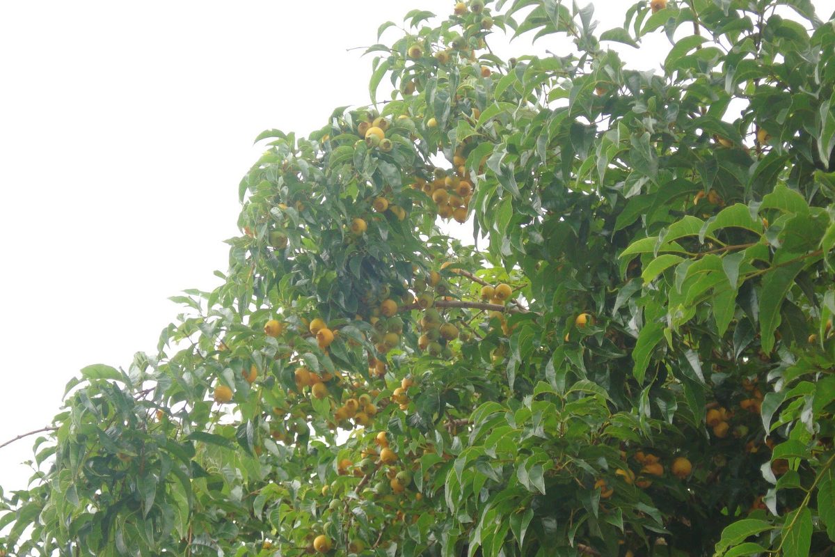 O CULTIVO A VIDA: Gabiroba