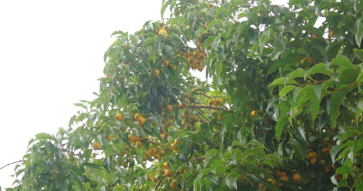 O CULTIVO A VIDA: Gabiroba