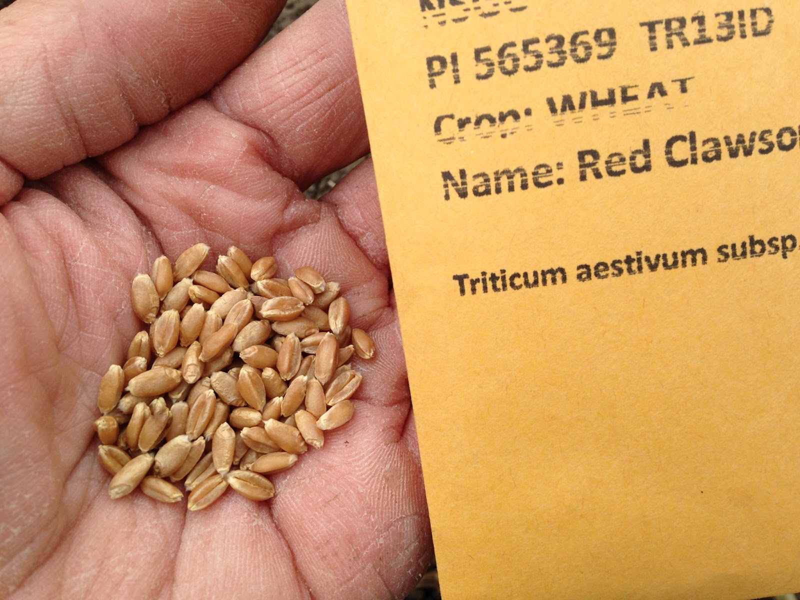 Anarchy Acres: 2017 Winter Wheat Test Plot