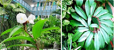 Herba & Tumbuhan: KHASIAT SETAWAR HALIA